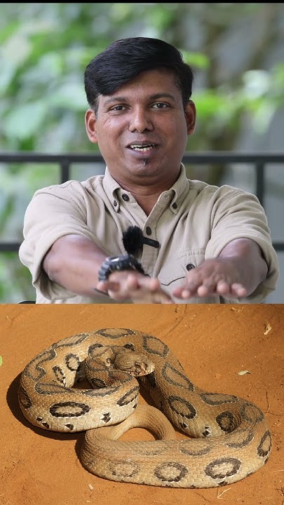 ഒരു പെരുമ്പാമ്പിനെ പിടിച്ച കഥ; Python Vs Russell‘s viper #snake # ...