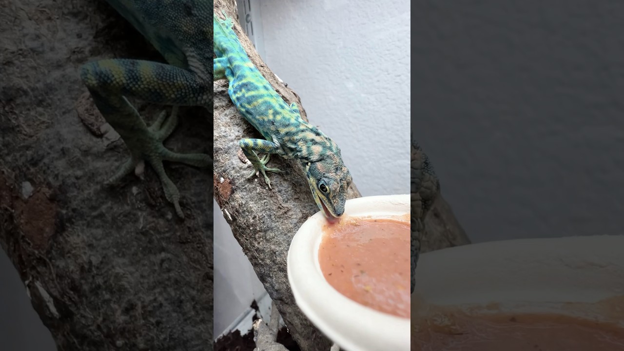 My lizards get a smoothie treat 😋 #HerpTime #reptile #lizard #asmr # ...