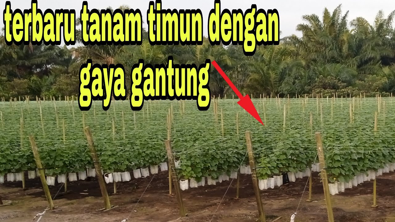 cara kami menanam timun dari biji,, - YouTube