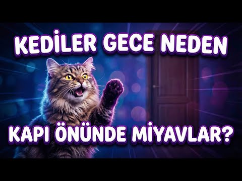 Kediler Neden Geceleri Kapı Önünde Miyavlar? 🌙 (Gece Konserlerini Durdurun!)