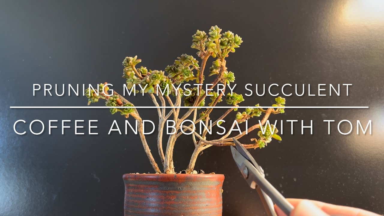 Structural Pruning With My ‘Mystery’ Succulent Bonsai - YouTube