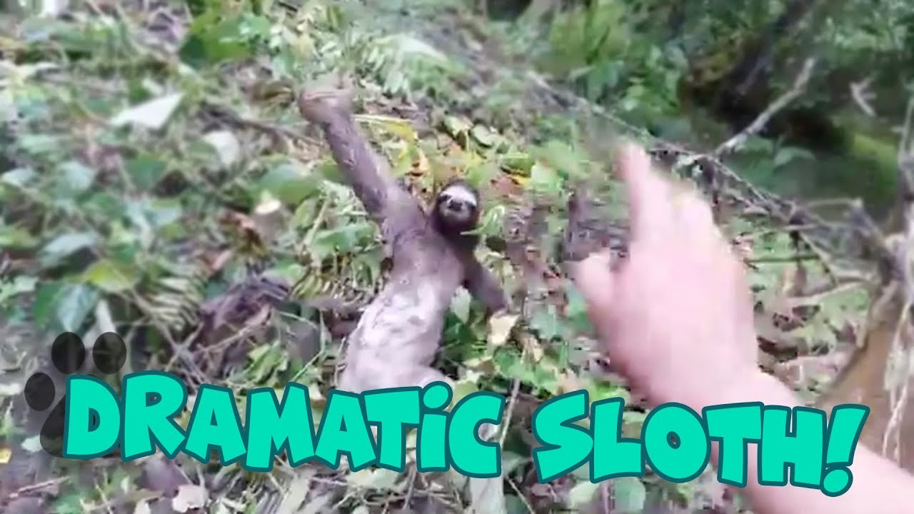 Dramatic Sloth Waves Back at Rescuers - YouTube
