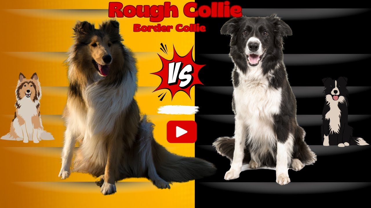 Border Collie vs Rough Collie 🐕 | ¿Cuál es la mejor raza para ti ...