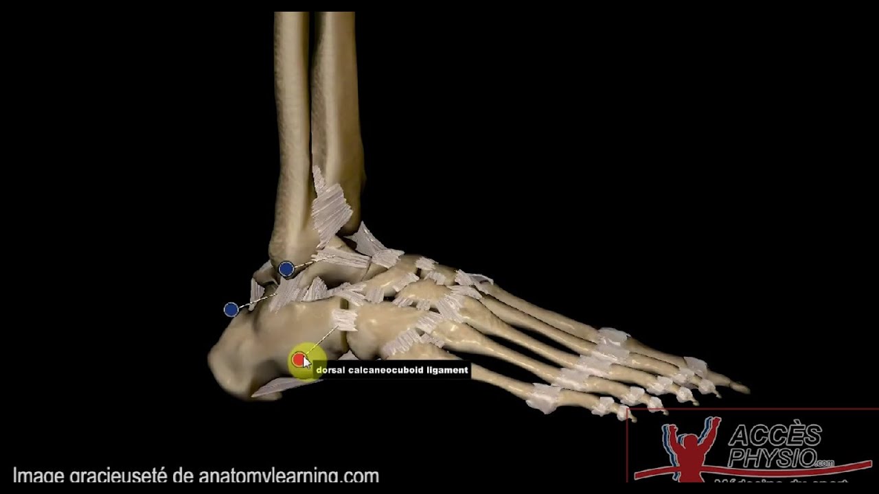 Entorse Cheville/ Taping Cheville - YouTube