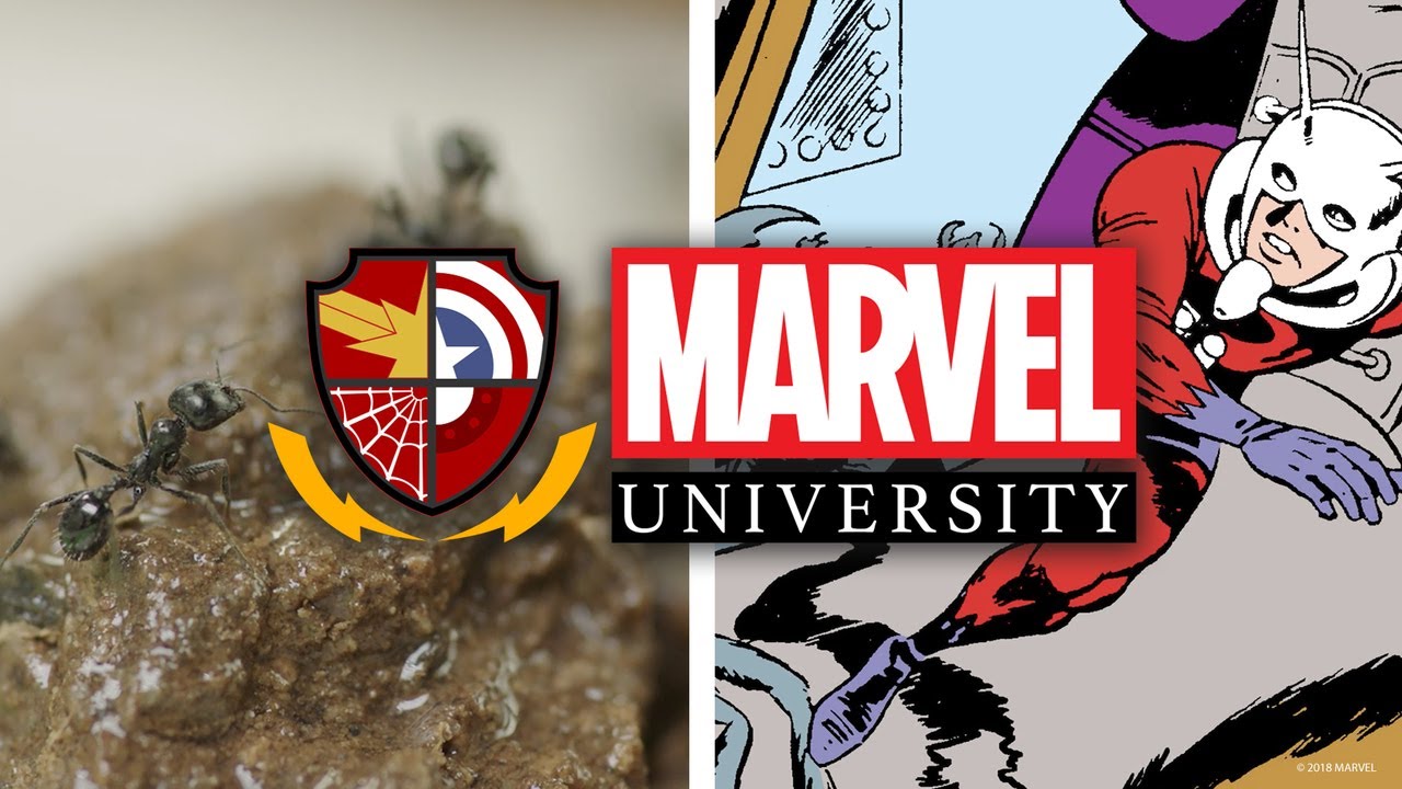 Ant-Man: The Science of Ants | Marvel University - YouTube