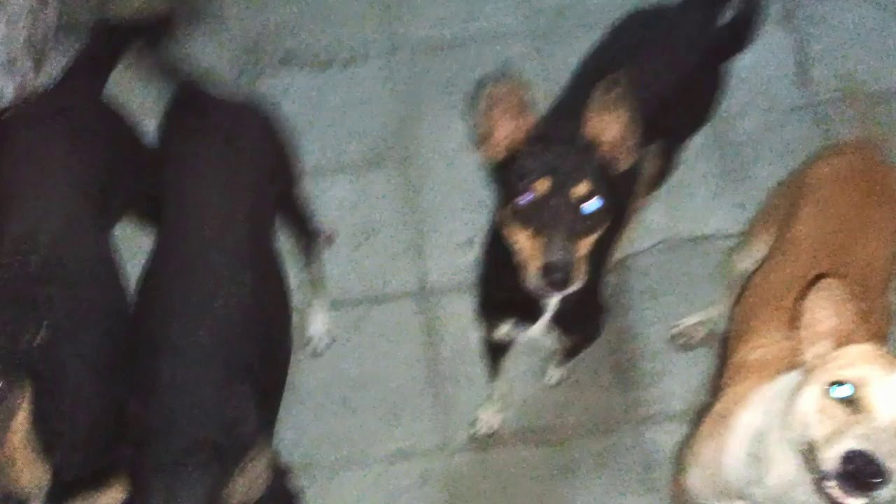 Three black dogs and a red dog good friends combination - YouTube