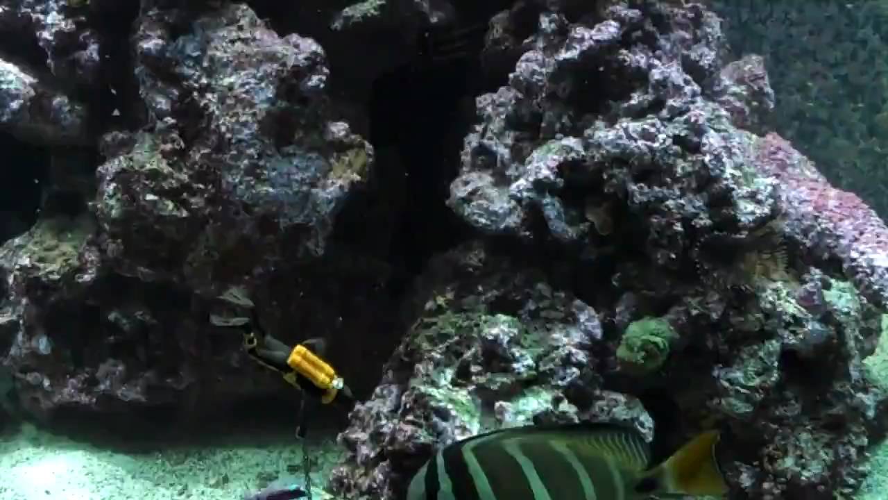 Peppermint hogfish - YouTube