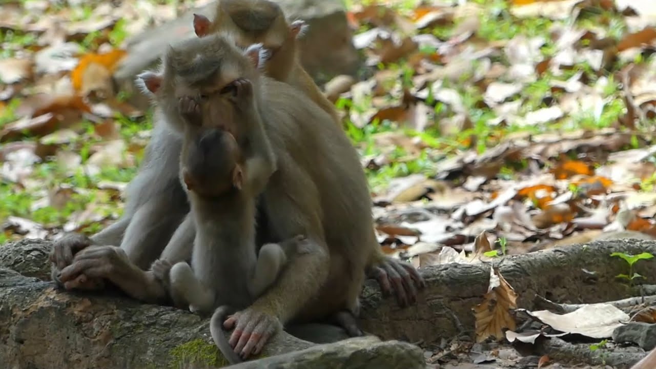 Baby Rainbow wipe Libby's eye why are you crying mom? Libby cries coz she miss Brady can't come ...