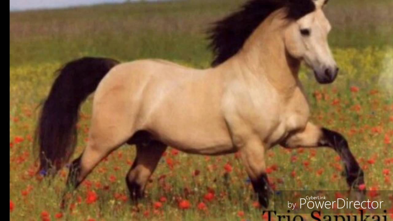 Mi caballo bayo : Trio Sapukai - YouTube