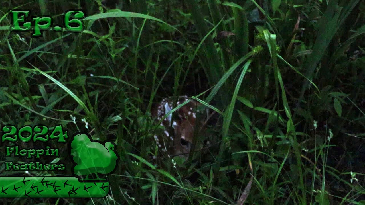 Swamp Hog Hunting | This Years Crop - YouTube