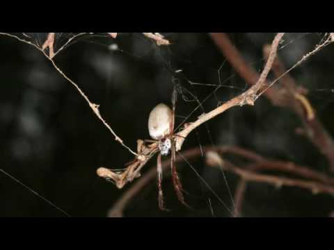 Confronting the spiders - Lynne Kelly - YouTube