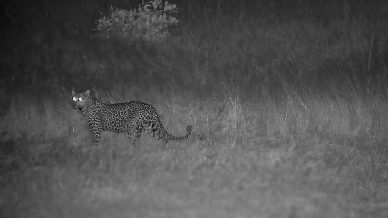 Watika, The Leopard, Wandering Around Nkorho - YouTube