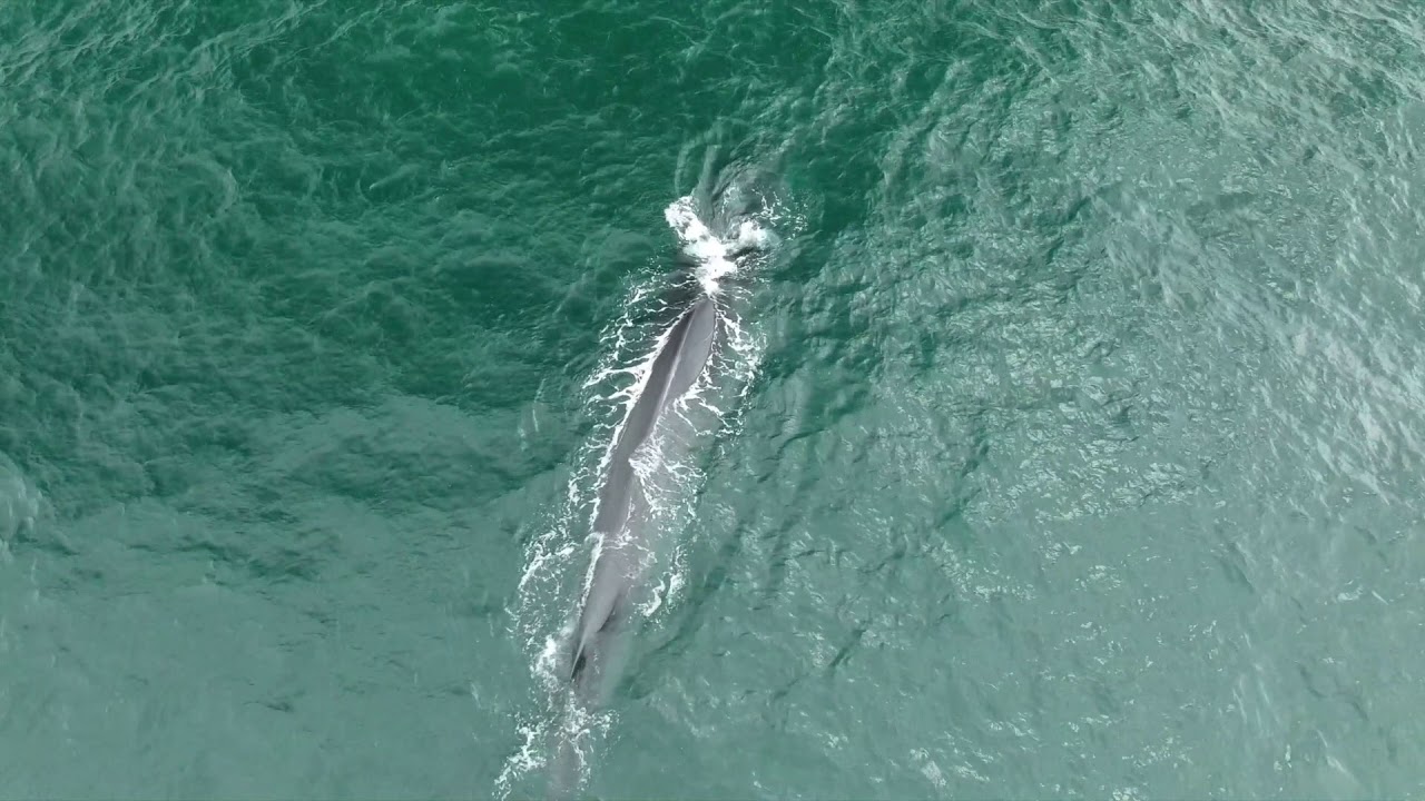Fin Whale ~ Oceanside Whale Watching - YouTube