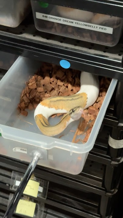 How Fast Can a Ball Python Strike? 🐍👀 #ballpython #snakefeeding # ...