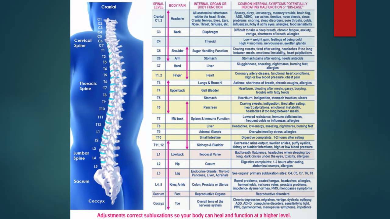 INTRODUCTION TO CHIROPRACTIC - YouTube