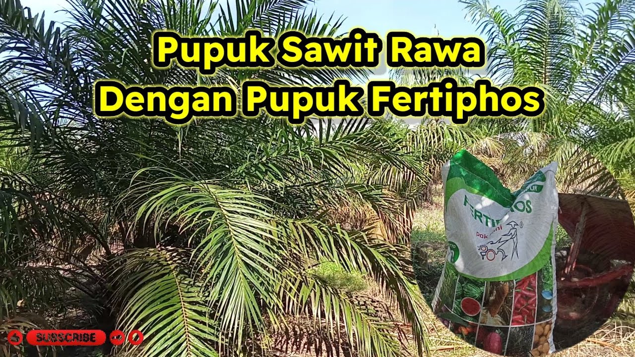 Pupuk Sawit Rawa Dengan Pupuk Fertiphos - YouTube