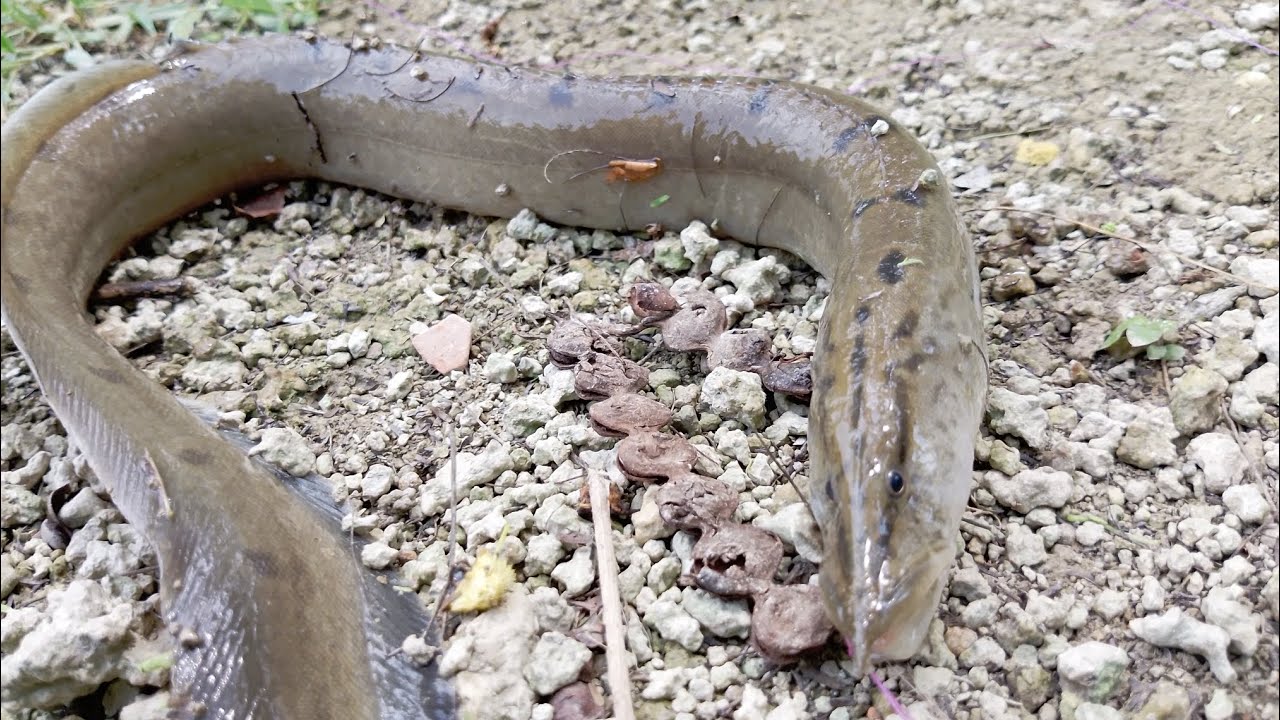 Amazing Monster Indian Bam fish catching river || Unbelievable Indian ...