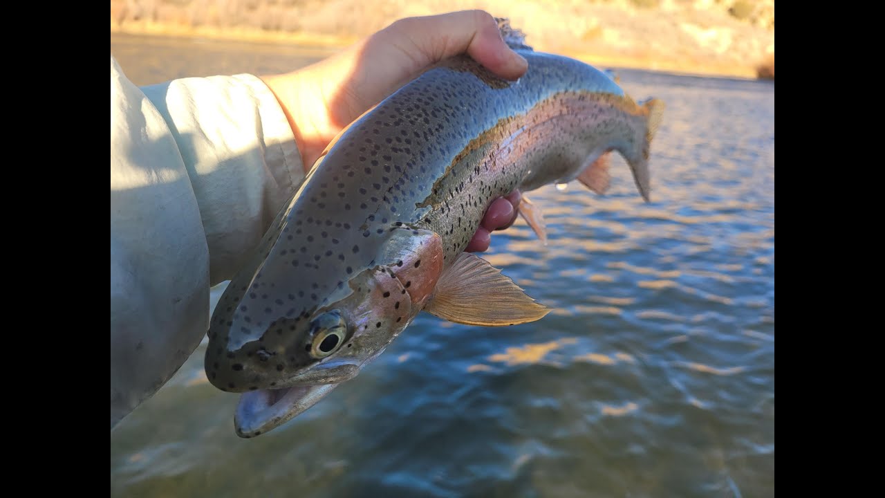 Andy's Candy Mayfly Action San Juan River New Mexico - YouTube