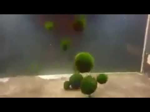 Moss ball dance meme - YouTube