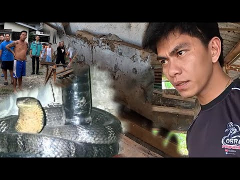 MABAGSIK NA KING COBRA ANG PINAHULI KAY COBRA PRINCE