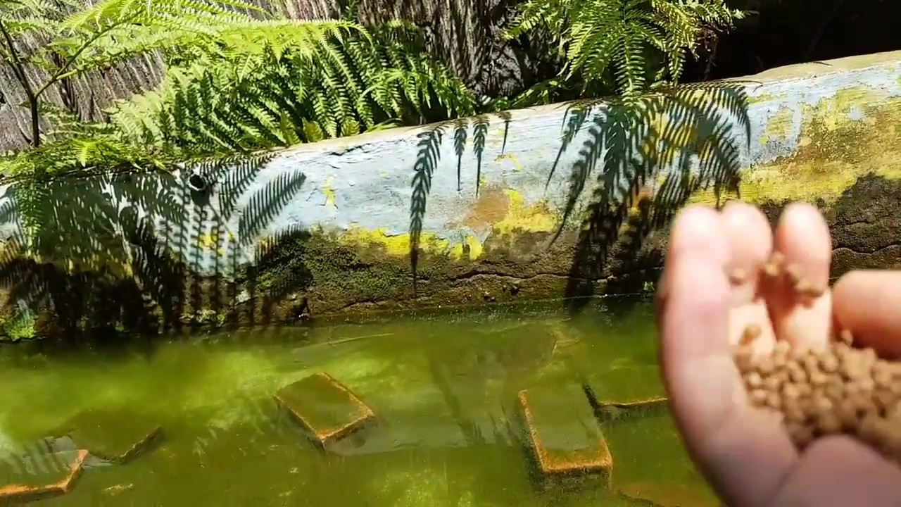 Review CST Common Snaping Turtle Kura kura air Indonesia Part 2 ...