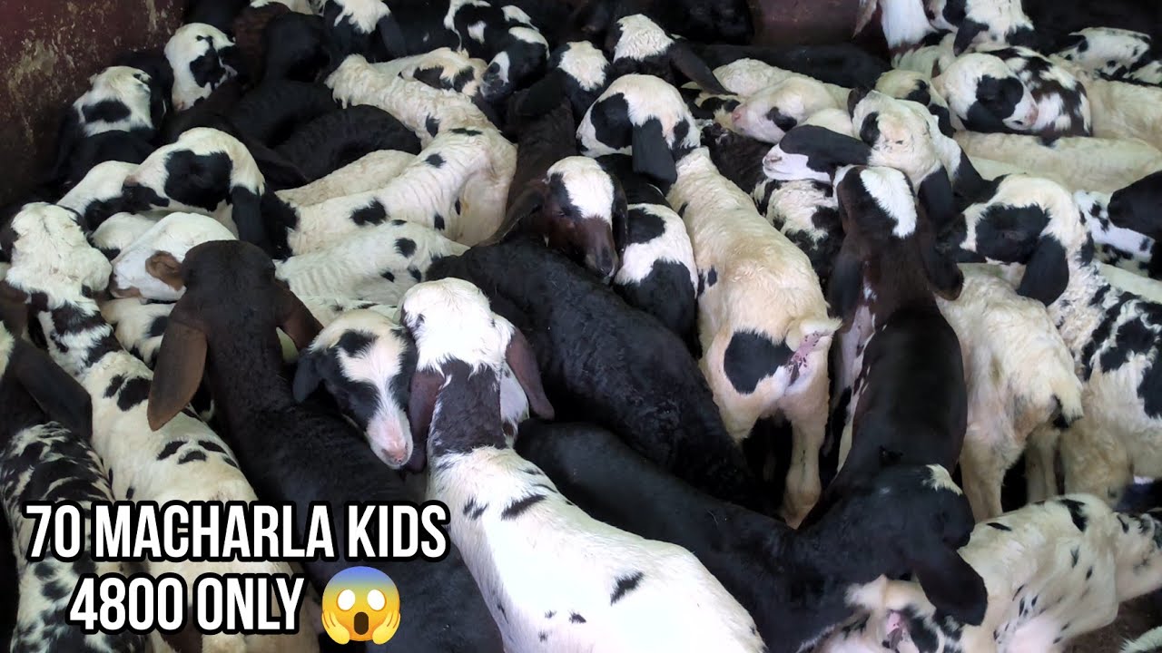 70 Multiple colours Macharla kids Available Contact 8121270400 - YouTube