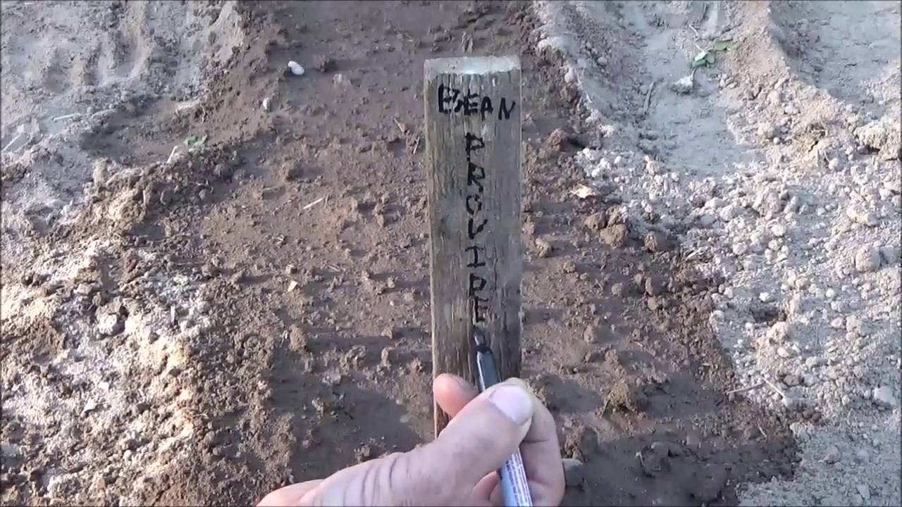 THIS YEARS GARDEN 2016. Planting The Beans. - YouTube