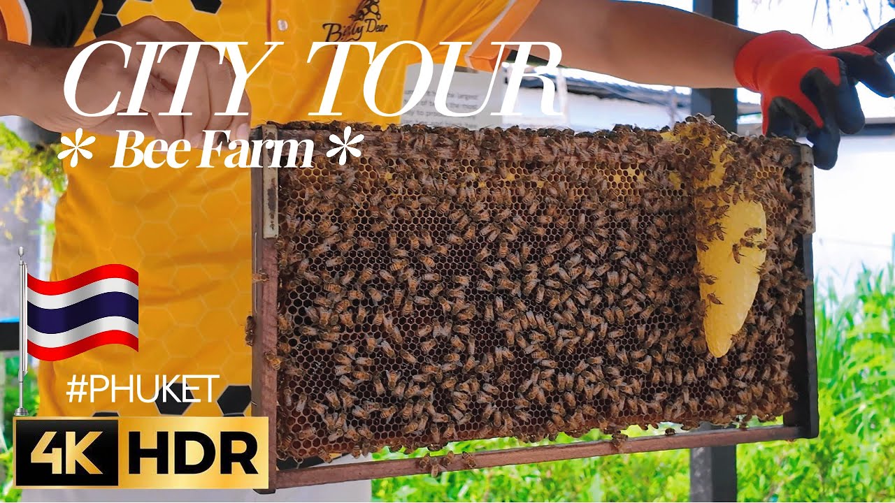 HDR 4K VIRTUAL CITY TOUR ~BEE FARM~ PHUKET~THAILAND. - YouTube