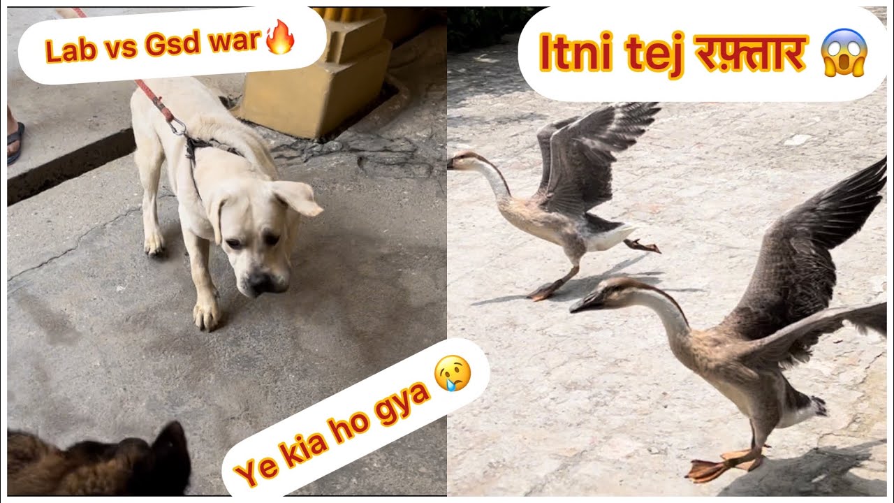 Labrador ne mere simba pr attack kar dia 😱| fastest duck 😯 - YouTube
