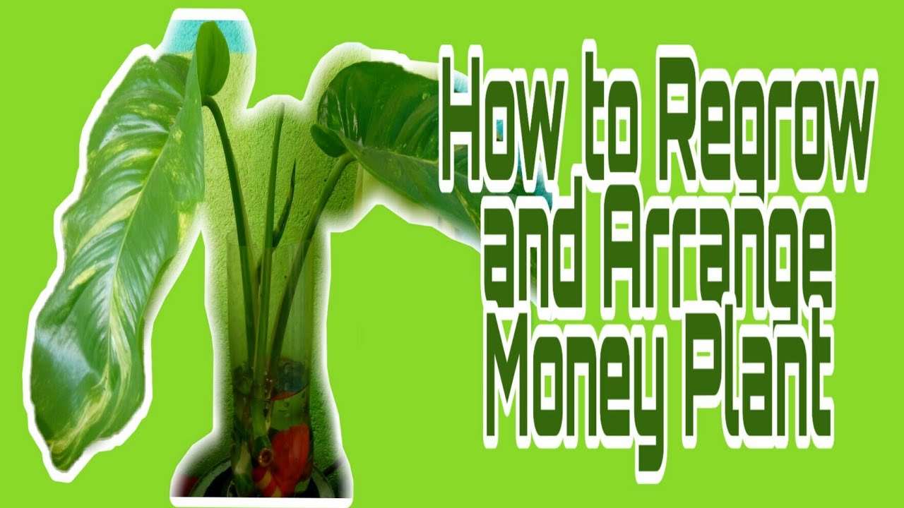How to Regrow and Arrange Money Plant - YouTube