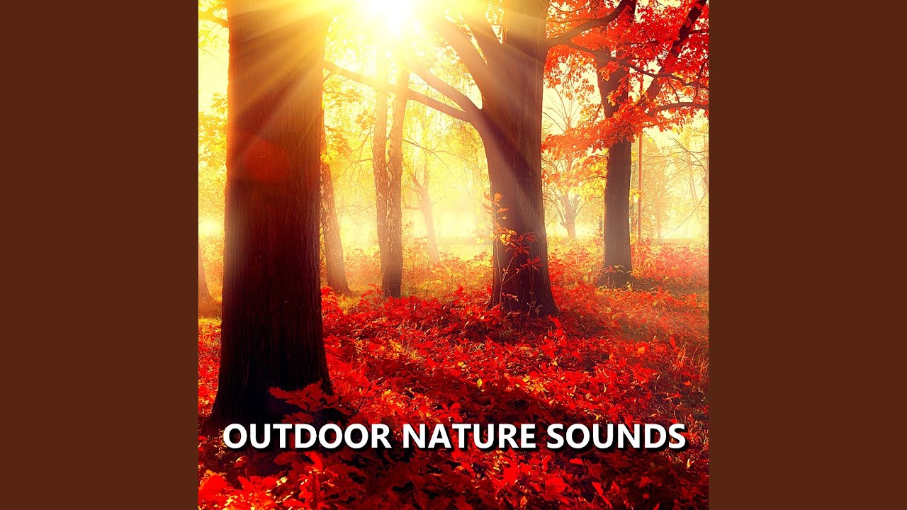 Glowing Outdoor Nature Sounds - YouTube