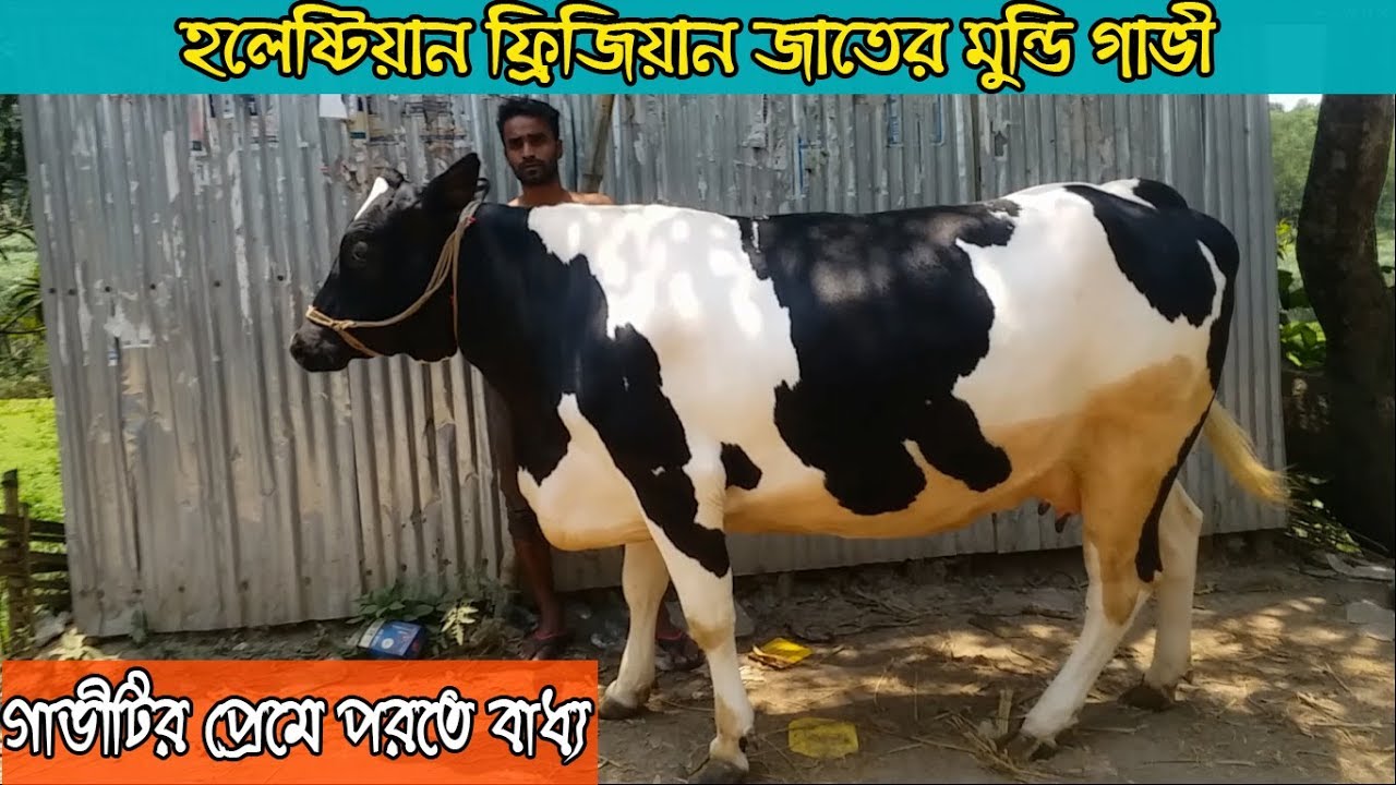 holstein friesian mundi cow for sale | mundi cow in bangladesh | price ...