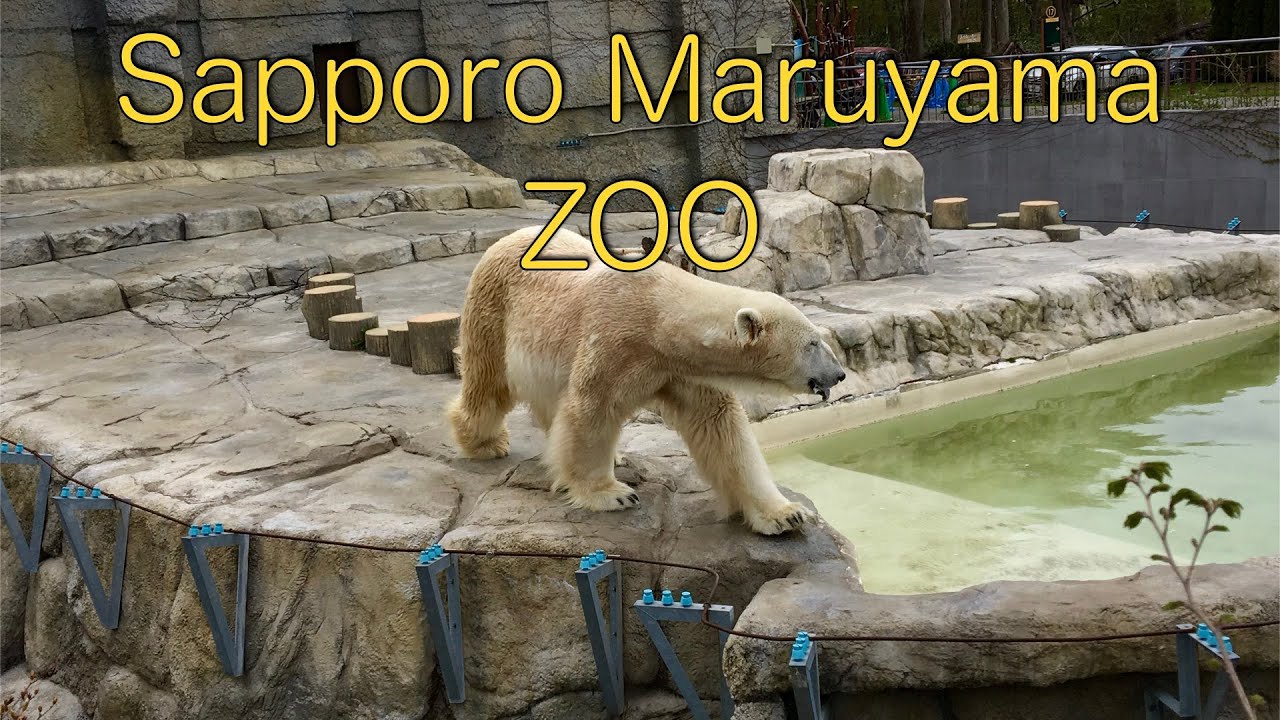 Sapporo Maruyama ZOO 【2022.GW】 - YouTube
