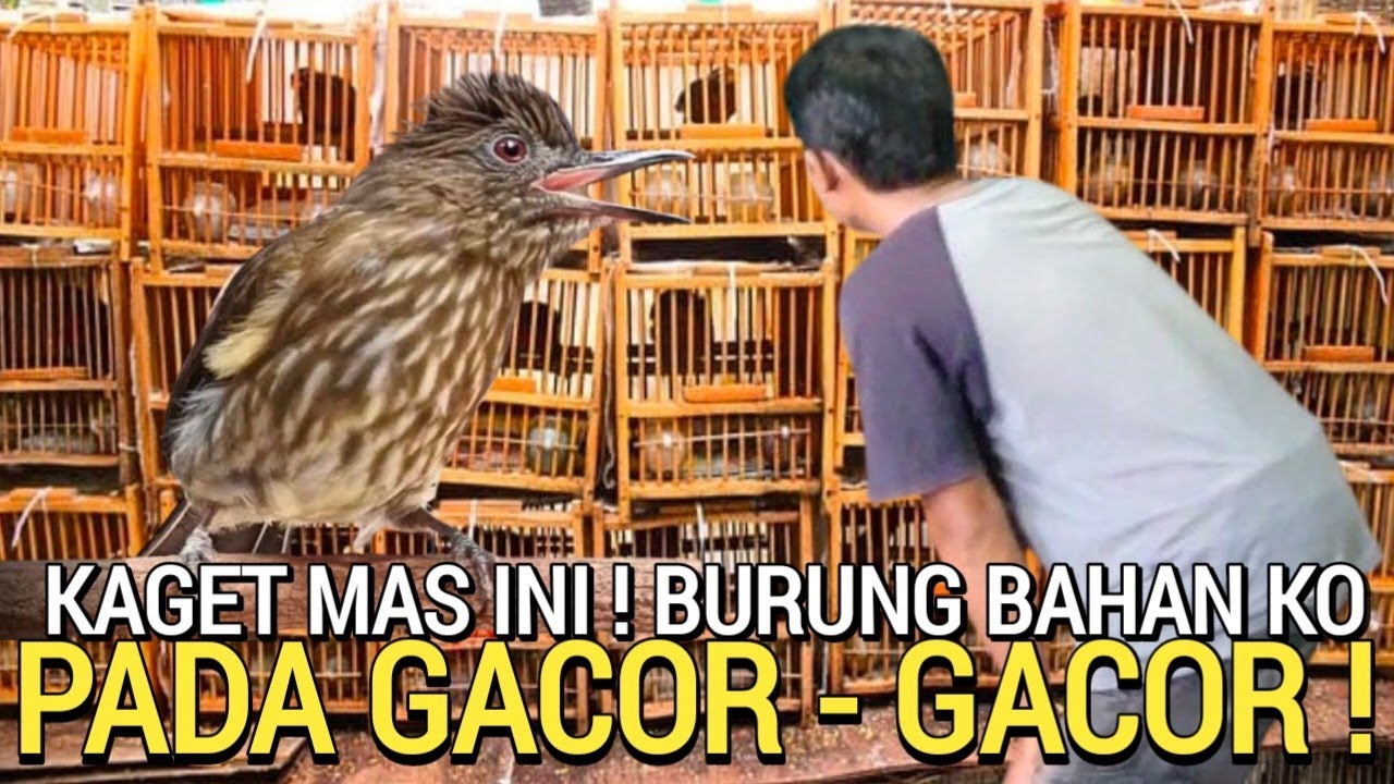 MERDEKA INI ! UNTUK 17 AGUSTUS BURUNG GACOR-GACOR HARGA BAHAN DI PASAR ...