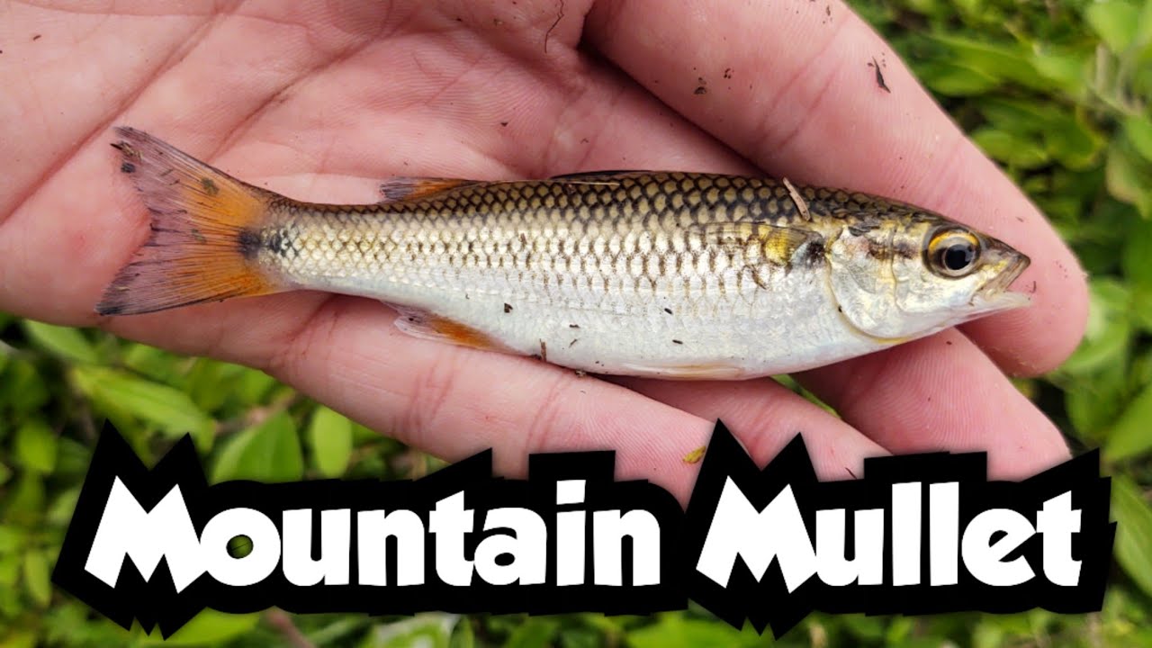 Catching New Species in Melbourne Florida | Mountain Mullet - YouTube
