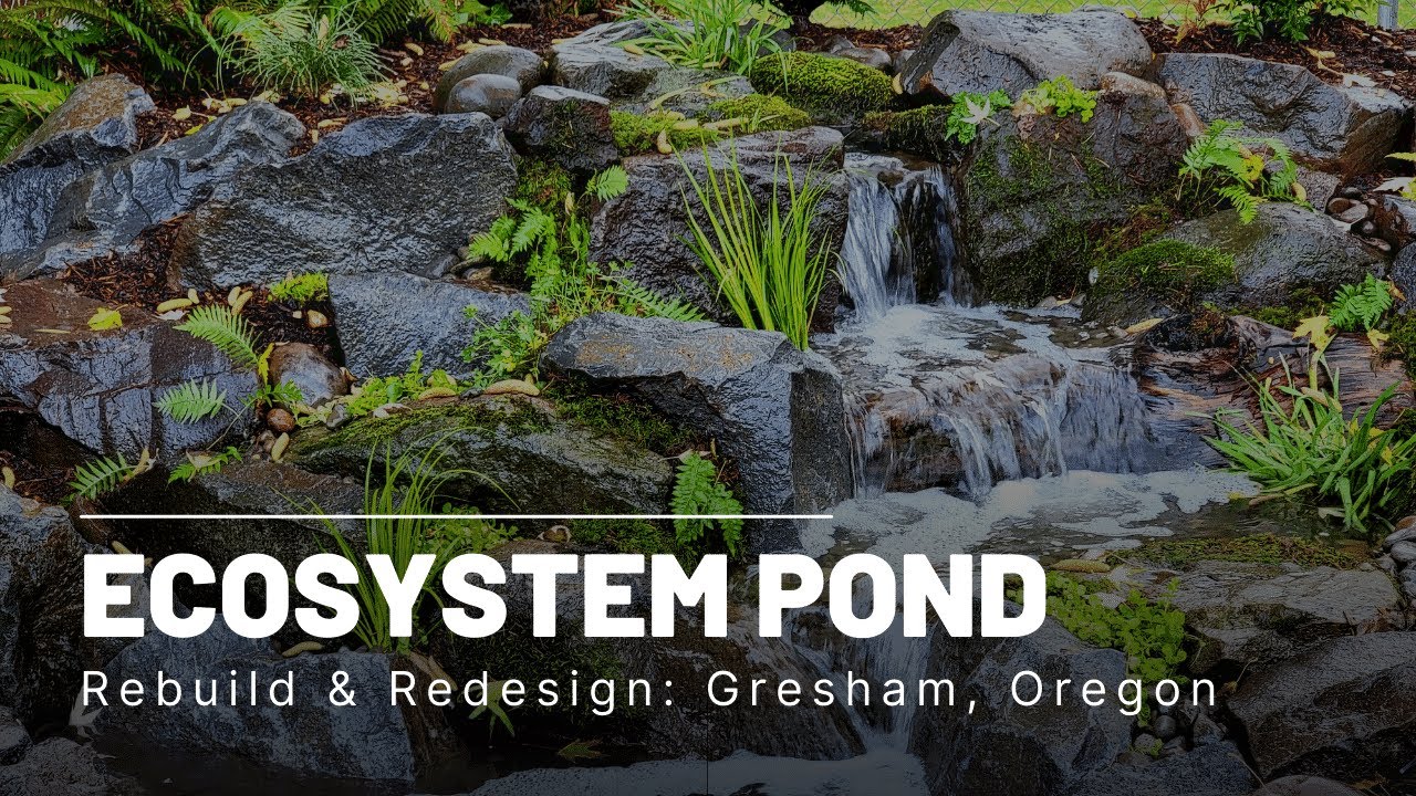 Ecosystem Pond REBUILD | Gresham, Oregon | Amazing Transformation - YouTube