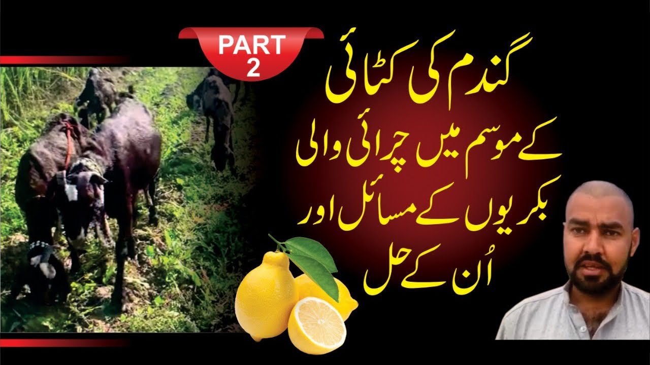 Goats Grazing Problems 2 // چرائی والی بکریوں کے مسائل - YouTube