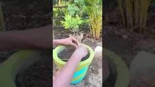 how to grow garden Cypress plant by cutting method at home 🌱 #gardning #gogreen #viralvedio