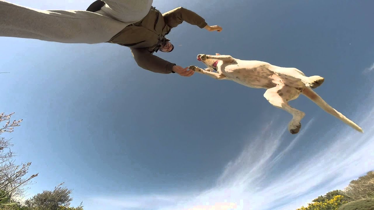 Dogo Argentino jump over camera - YouTube