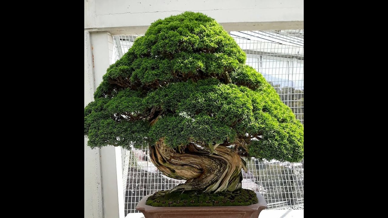 Bonsai Christian or Believer - YouTube