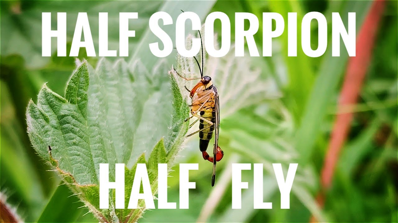 Half Scorpion, Half Fly: The Scorpionfly - YouTube