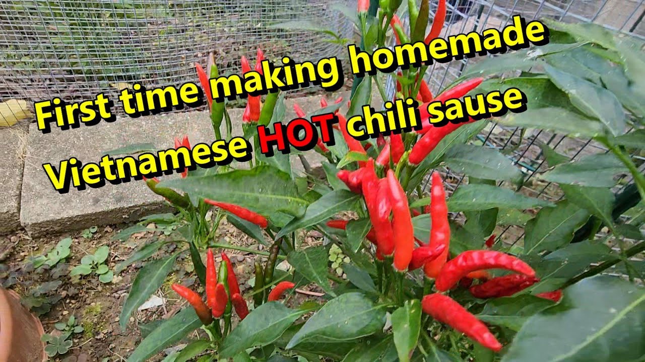 First time making chili sauce (Tương Ớt Hiểm) from garden. Learn American Vietnamese cultures ...