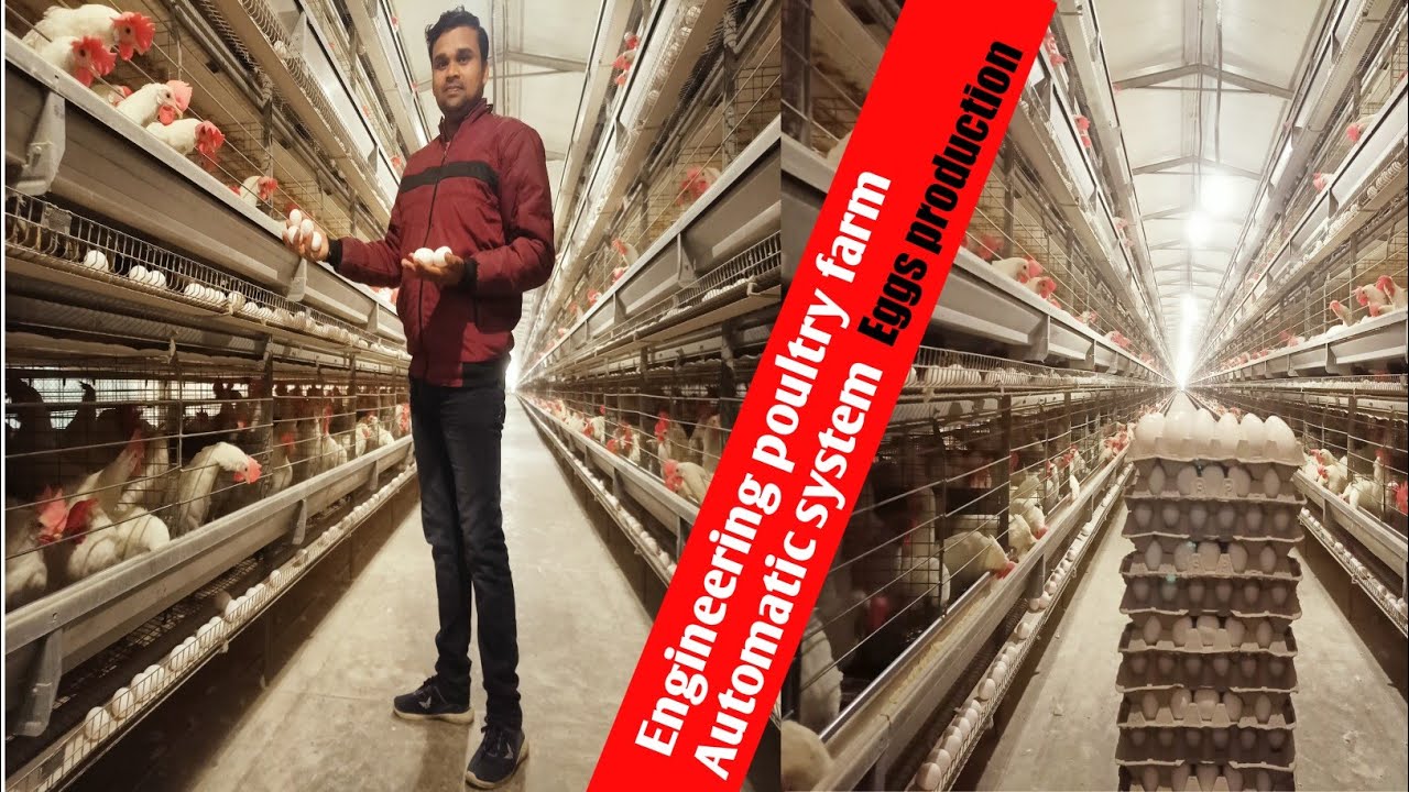 Engineering poultry farm, Battery cage poultry, full automatic poultry ...