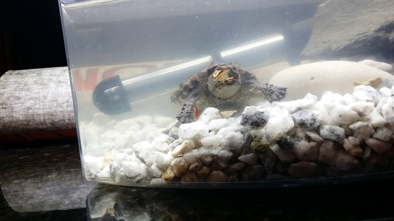 My baby snapper "Tortuga"! Attempting to eat a stink bug! Lol Common ...