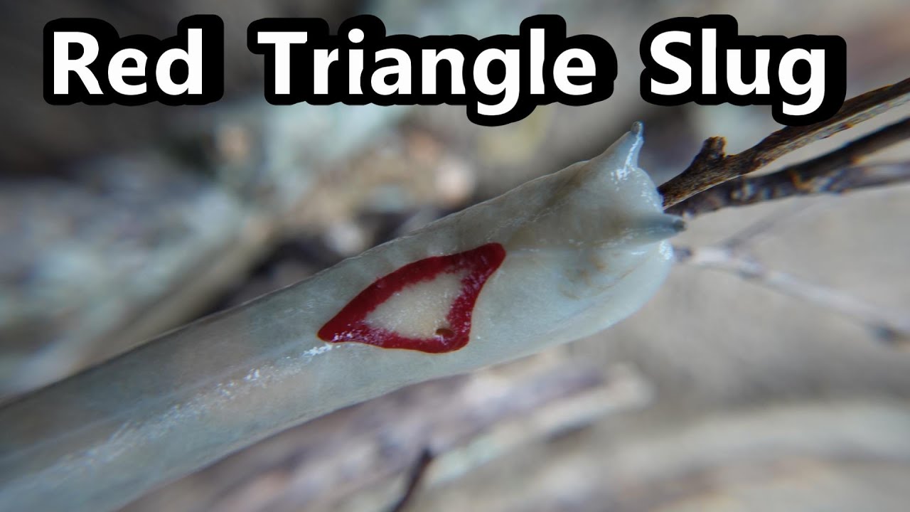 Red Triangle Slug - YouTube