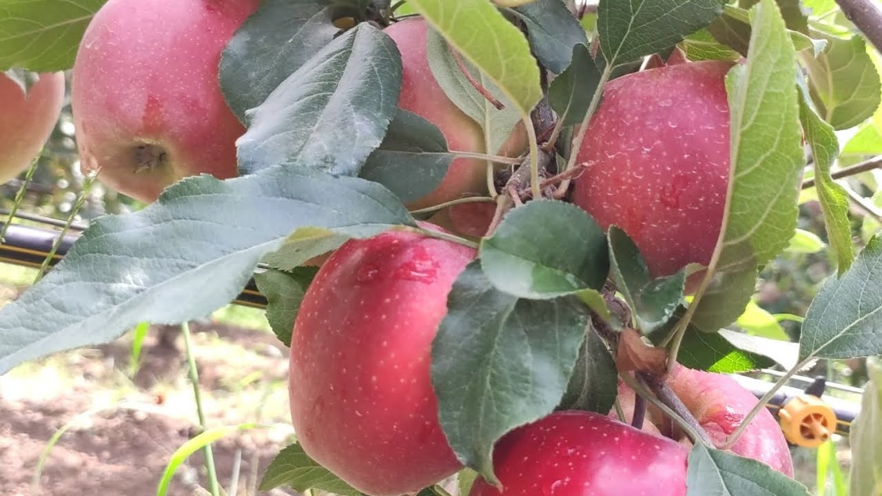 surprising result of gala on m111 rootstock..... - YouTube