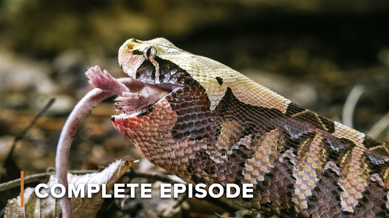 Venom Power: The Deadly Strike of Snakes | Wild Hunters 103+104 - YouTube