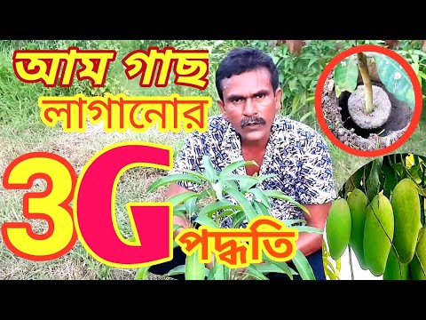শিখে নিন আমগাছ লাগানোর 3G পদ্ধতি Mango Plantation 3G Techniques। Easy ...