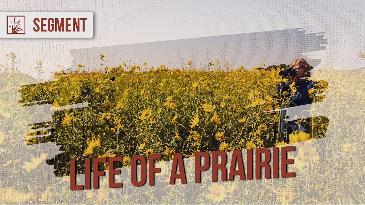 Life of a Prairie - YouTube