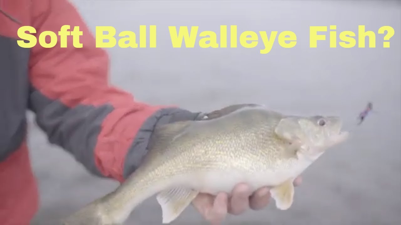 Soft Ball Walleye Fish? | Walleye Fishing 2019 | Fishing Tips and ...